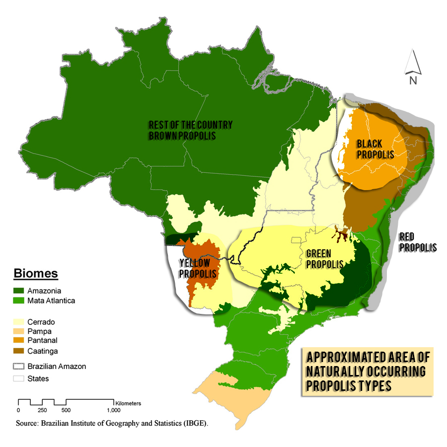 Propolis Types – Propolis Perfection – Bee and Propolis Products