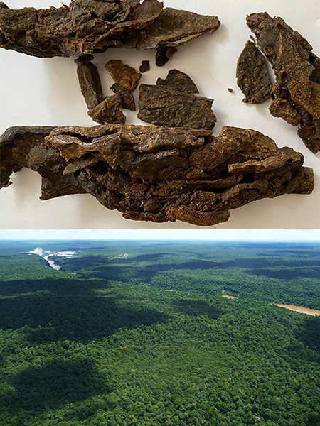 Propolis Types – Propolis Perfection – Bee and Propolis Products