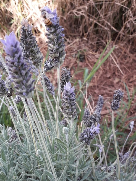 Propolis Types – Propolis Perfection – Bee and Propolis Products