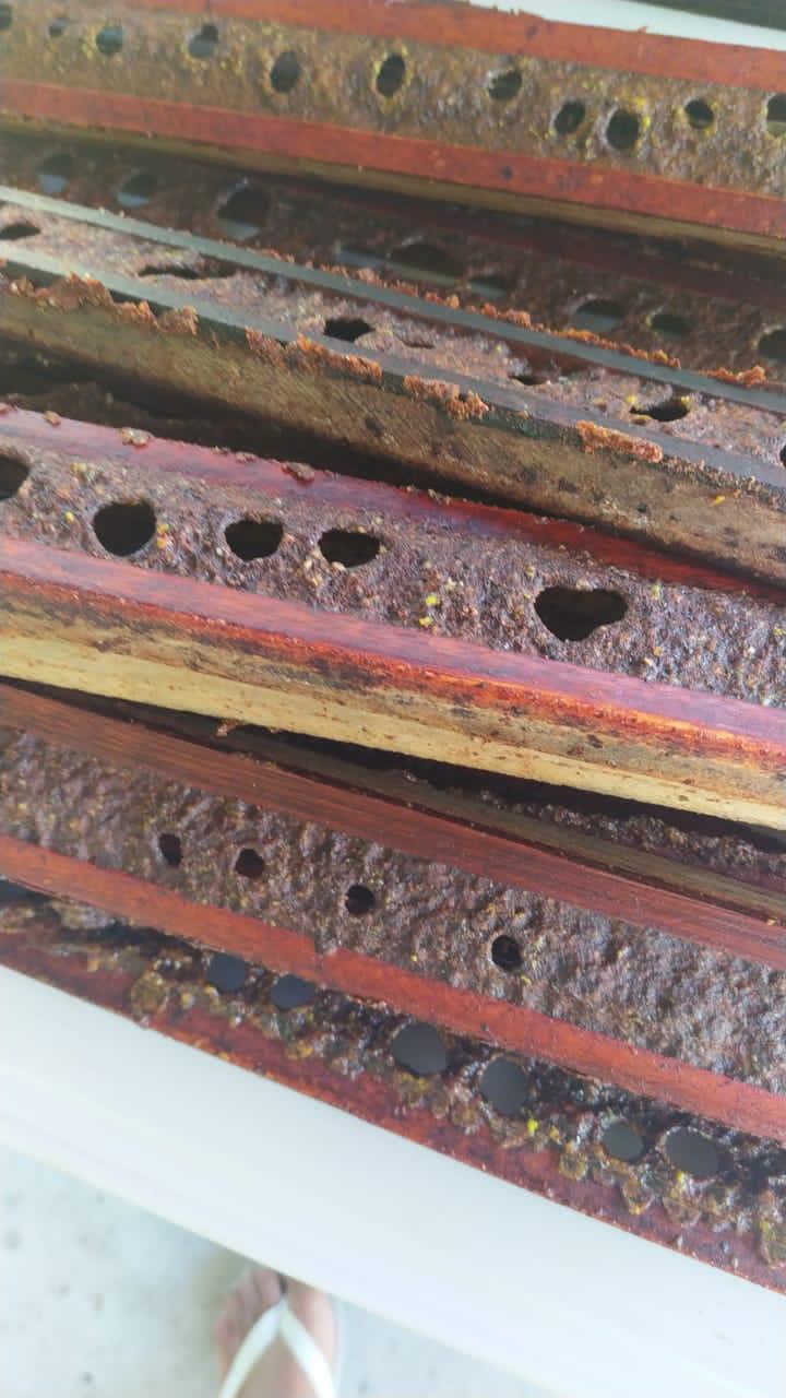 Propolis Types – Propolis Perfection – Bee and Propolis Products